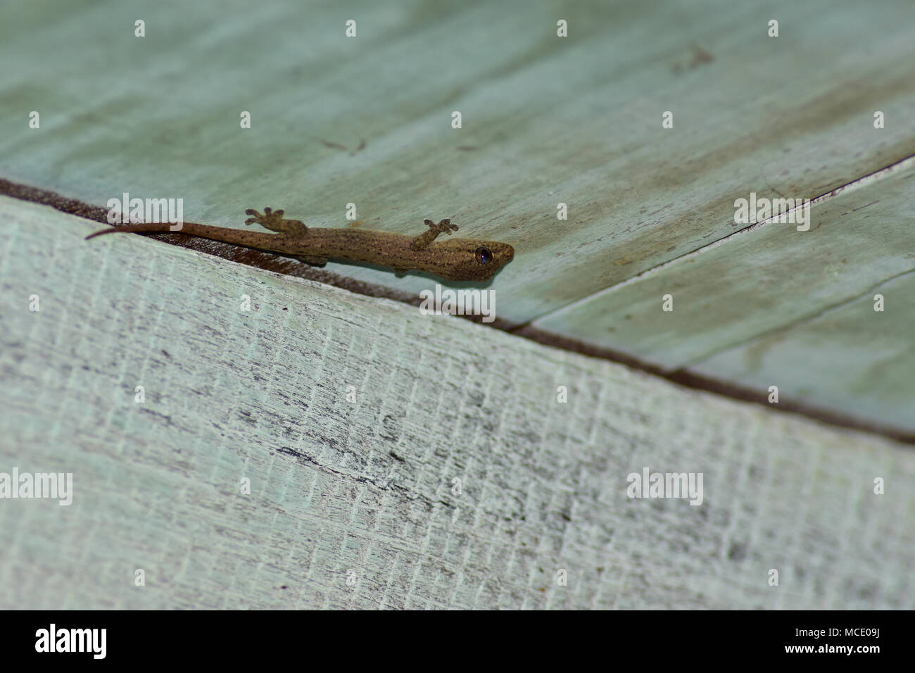 Small gecko hi-res stock photography and images - Alamy