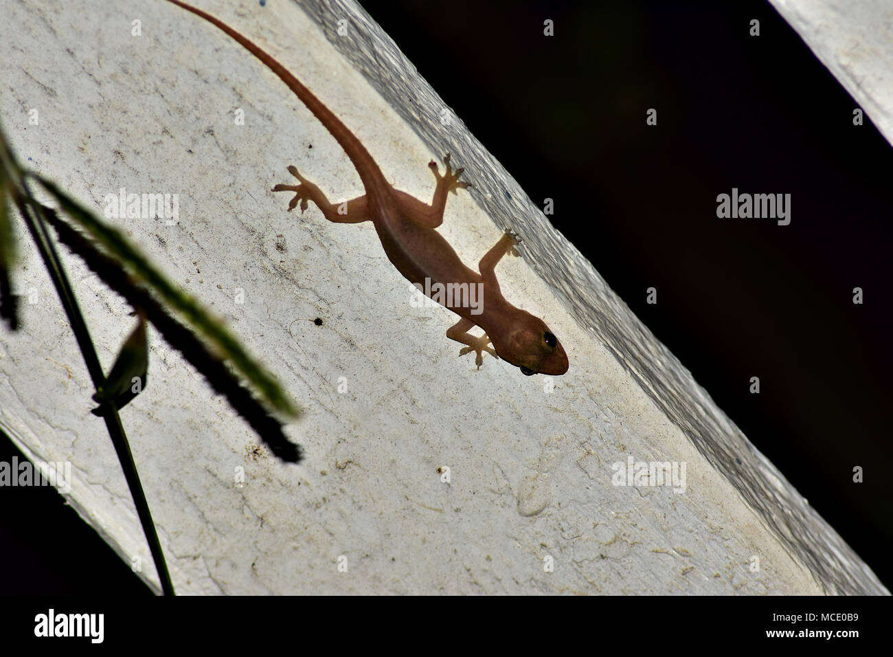 Small gecko hi-res stock photography and images - Alamy