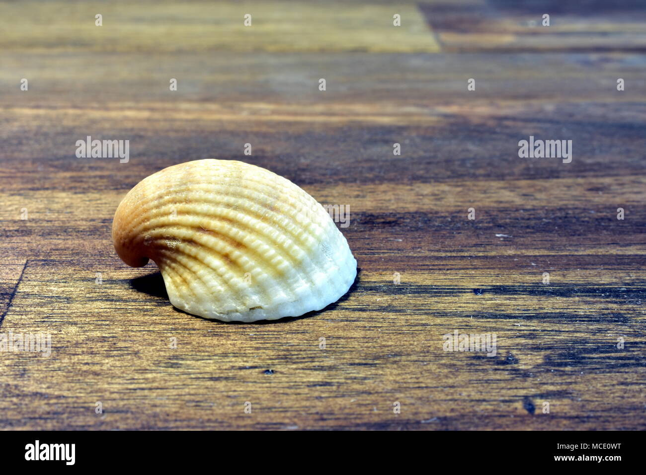 Tropical shell hi-res stock photography and images - Alamy