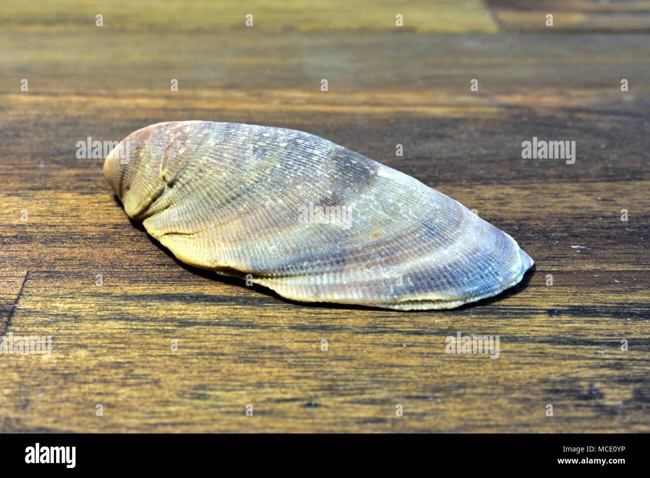 Tropical clam shell hi-res stock photography and images - Alamy