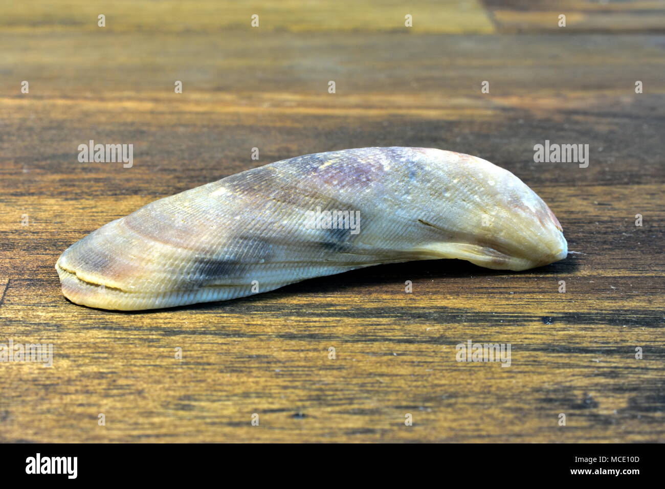 Tropical clam shell hi-res stock photography and images - Alamy