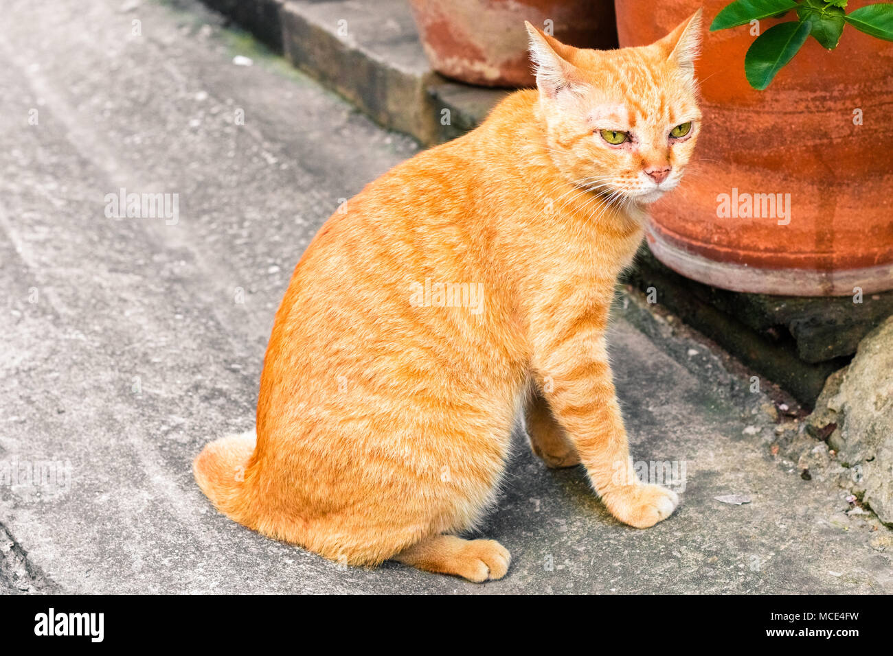 Street cat isolate on background,front view from the top, technical ...