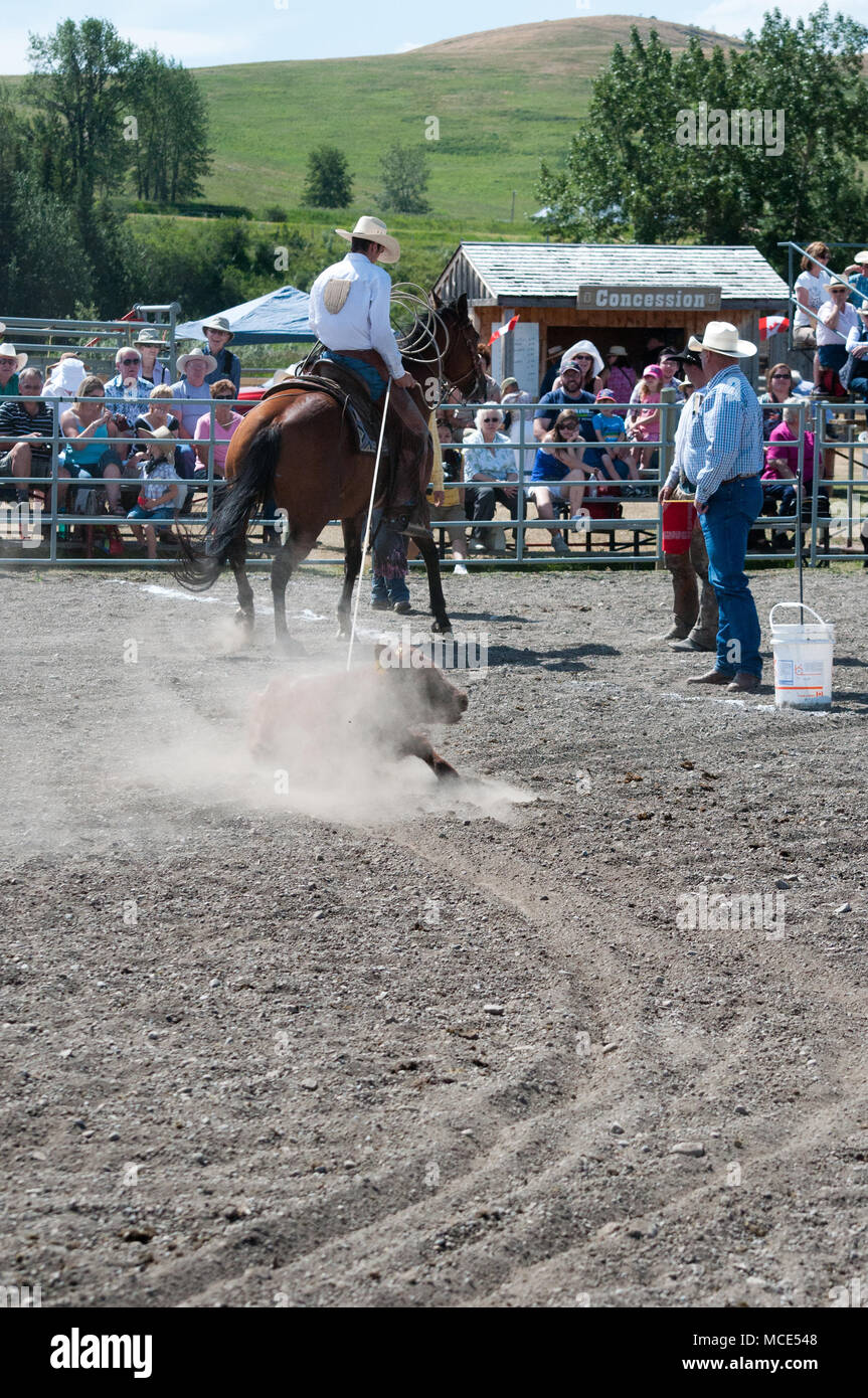 Cowboys round up a calf as part of a mock branding event which was part ...