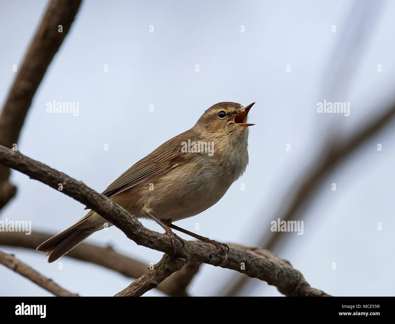 Common chiffchaff in its natural habitat in Denmark Stock Photo - Alamy