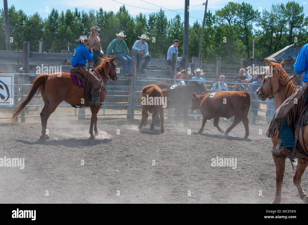 Branding Calf High Resolution Stock Photography and Images - Alamy