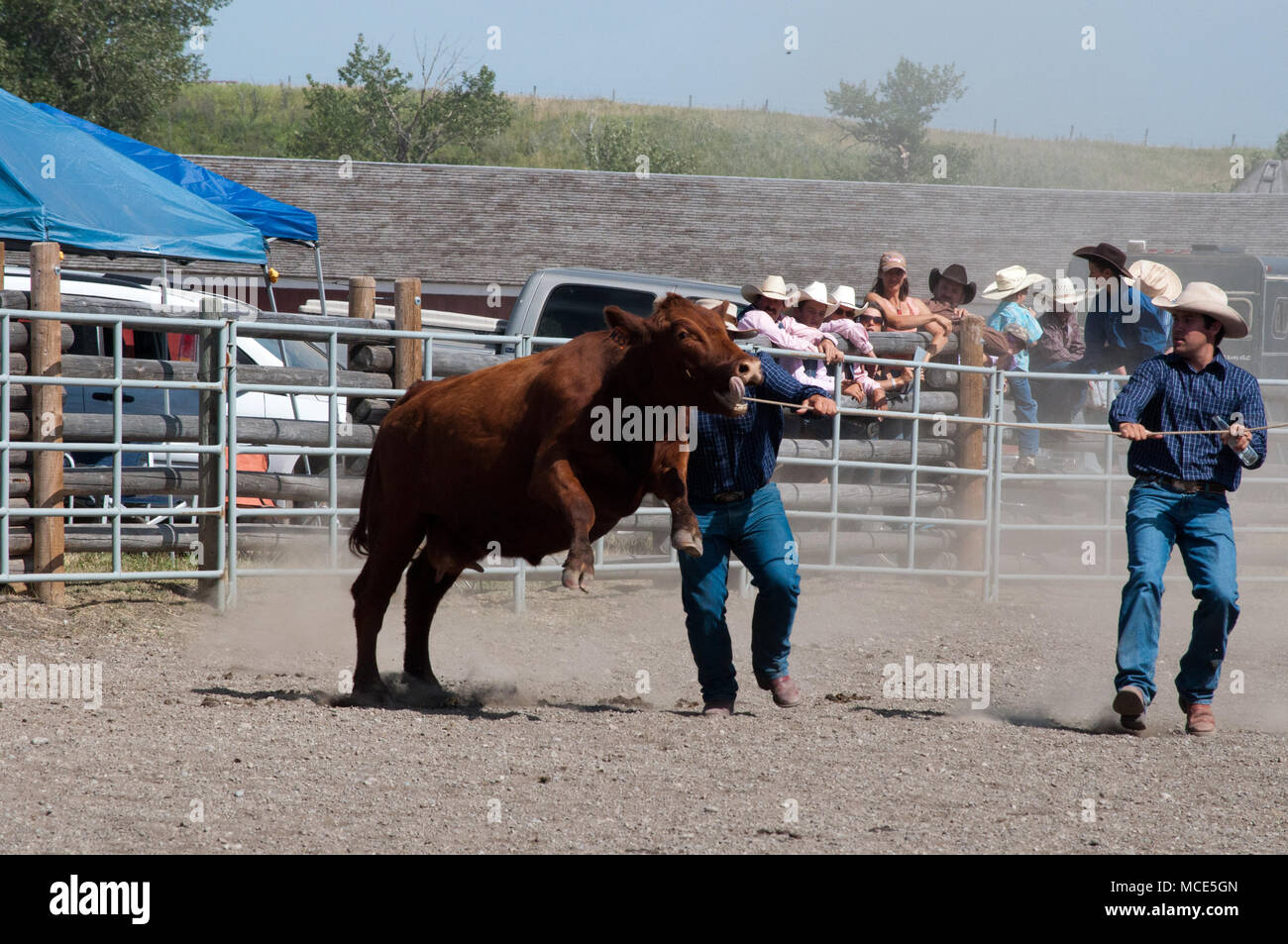 Cowboys struggle to control a cow during the wild milk competition ...