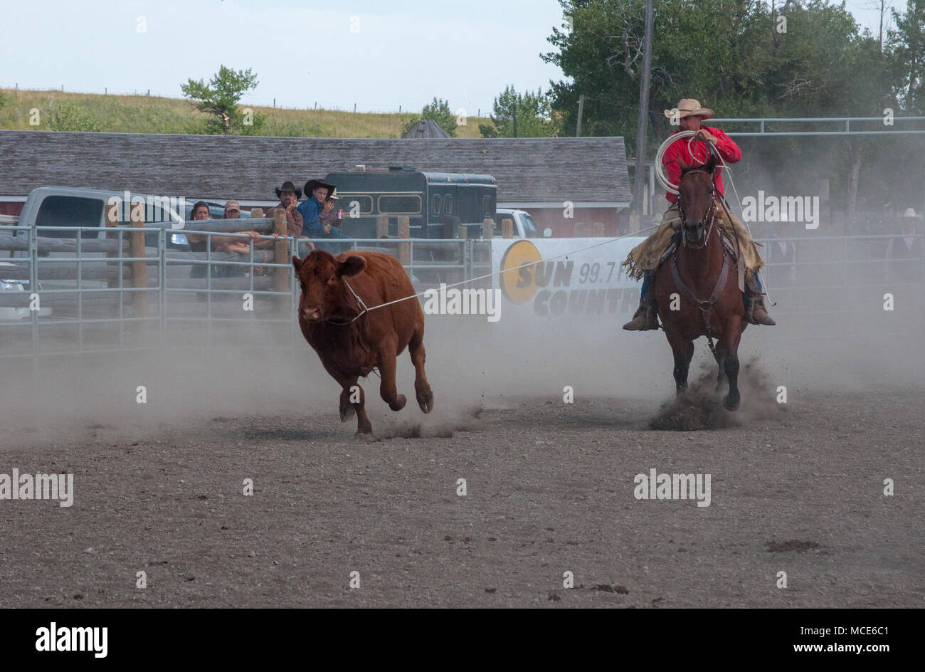 Cowboys struggle to control a cow during the wild milk competition ...