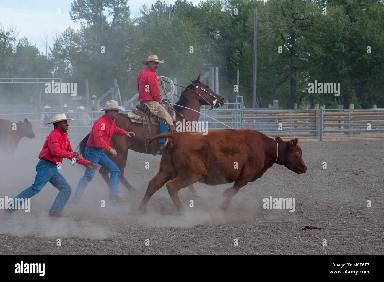 Wild Cow Milking High Resolution Stock Photography and Images - Alamy