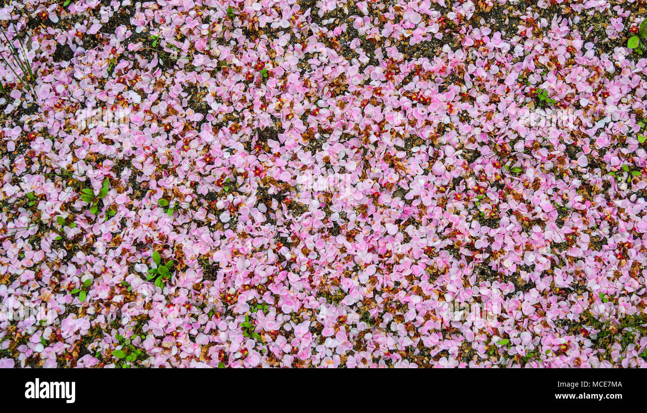 Fallen cherry petal on grass at the spring park Stock Photo - Alamy