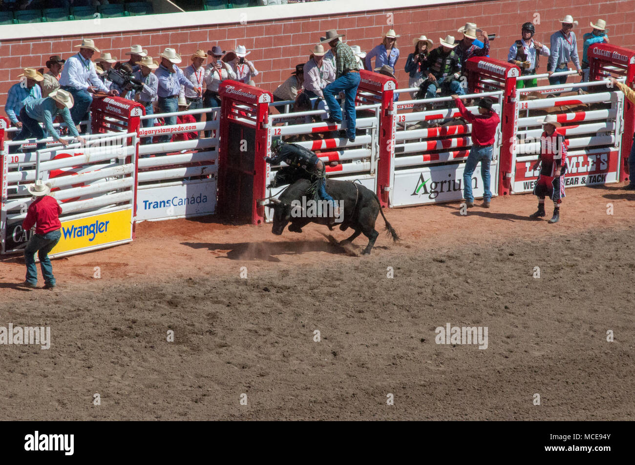 A bull rider is thrown off a bull during the rodeo at the Calgary ...