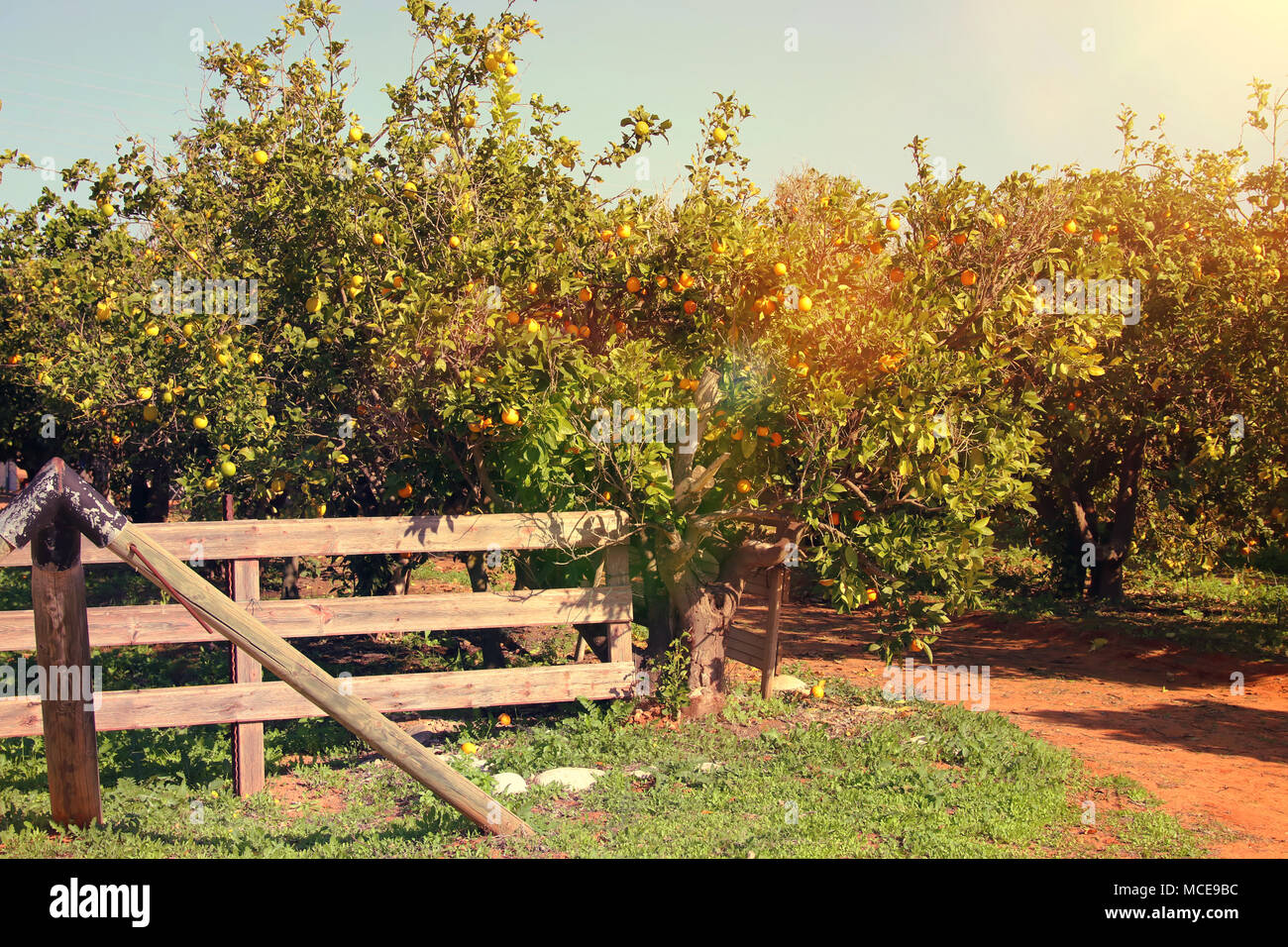 Rural landscape image of orange trees in the citrus plantation Stock ...
