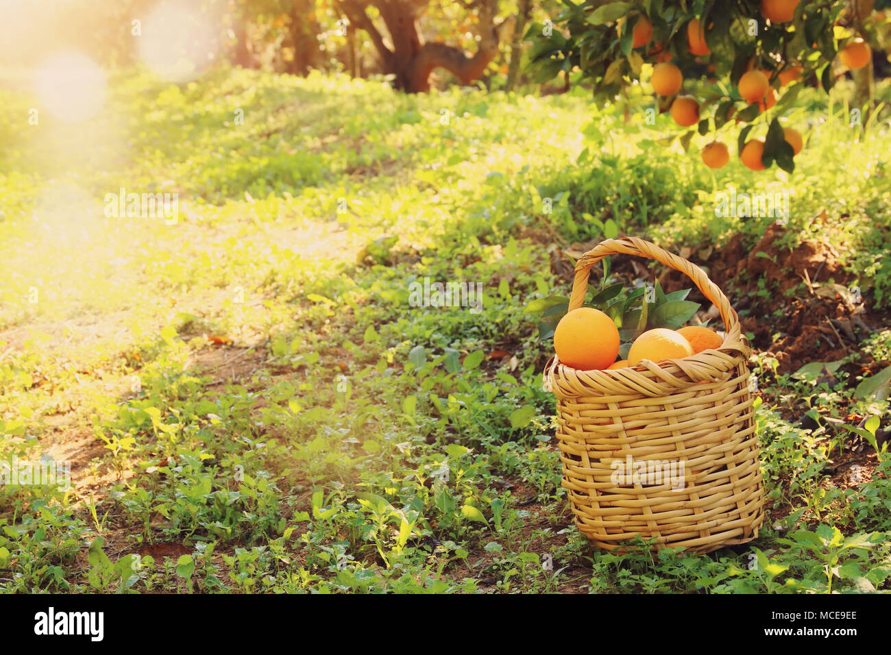 Oranges in tree agricultural plantation hi-res stock photography and ...