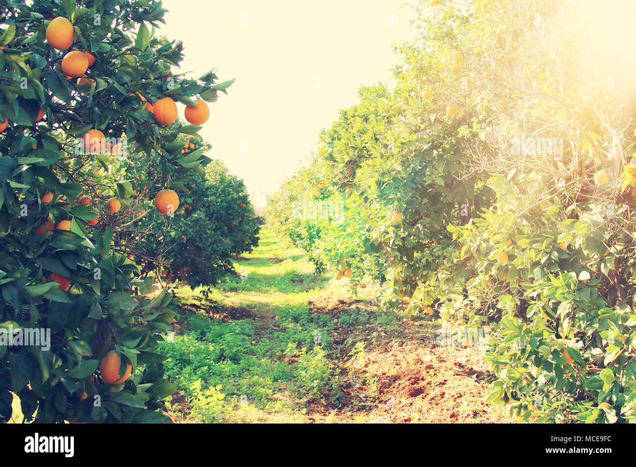Rural landscape image of orange trees in the citrus plantation Stock ...