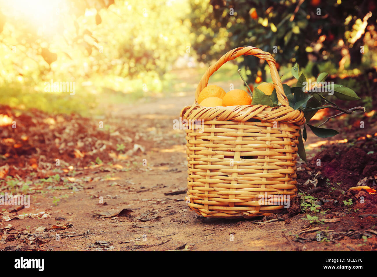 Citrus plantation hi-res stock photography and images - Alamy