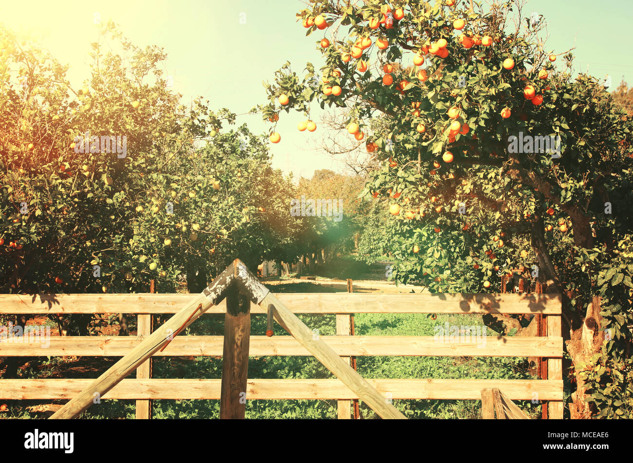 Rural landscape image of orange trees in the citrus plantation Stock ...