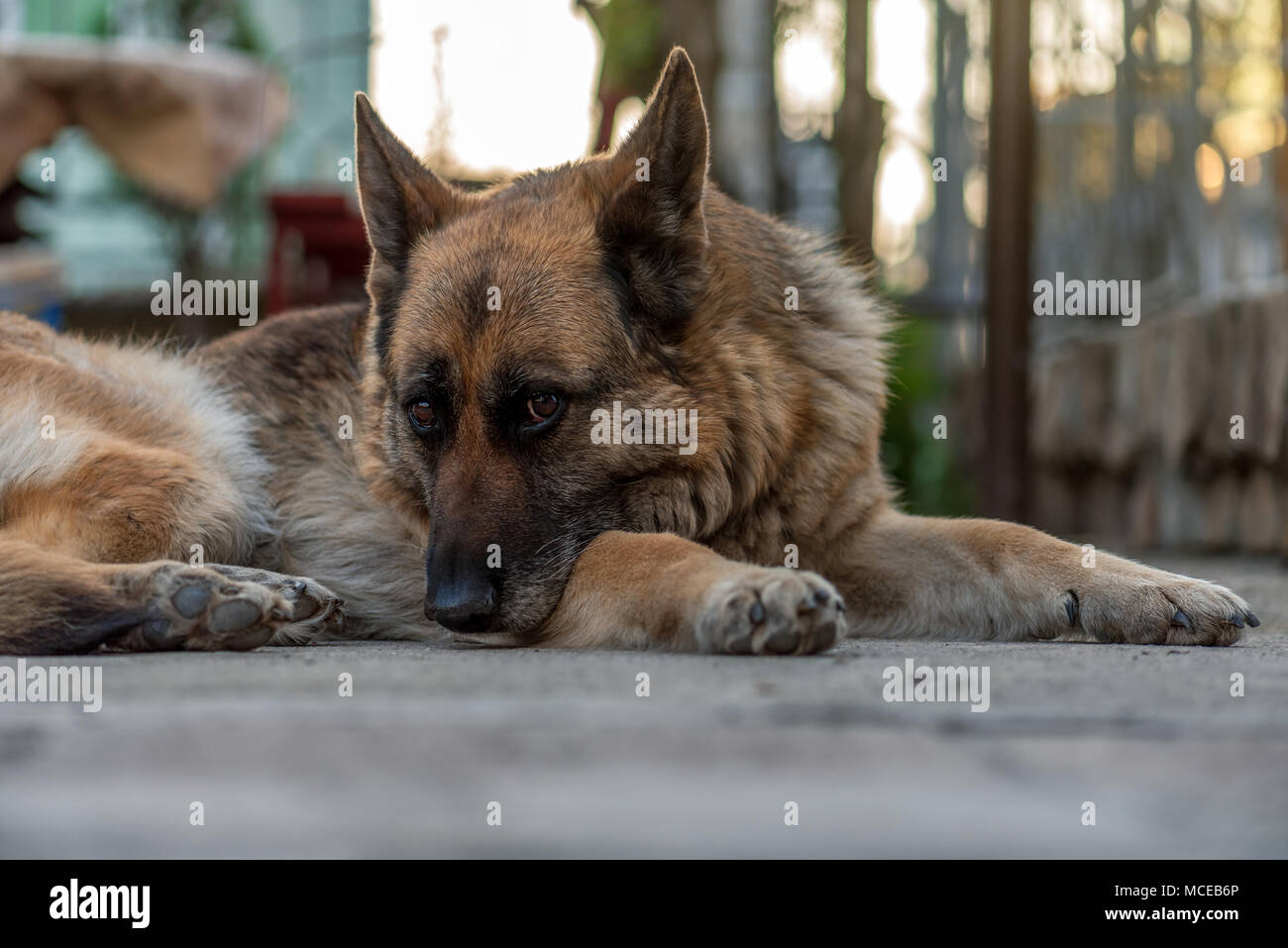 german shepherd dog portrait outdoors in summer Stock Photo - Alamy