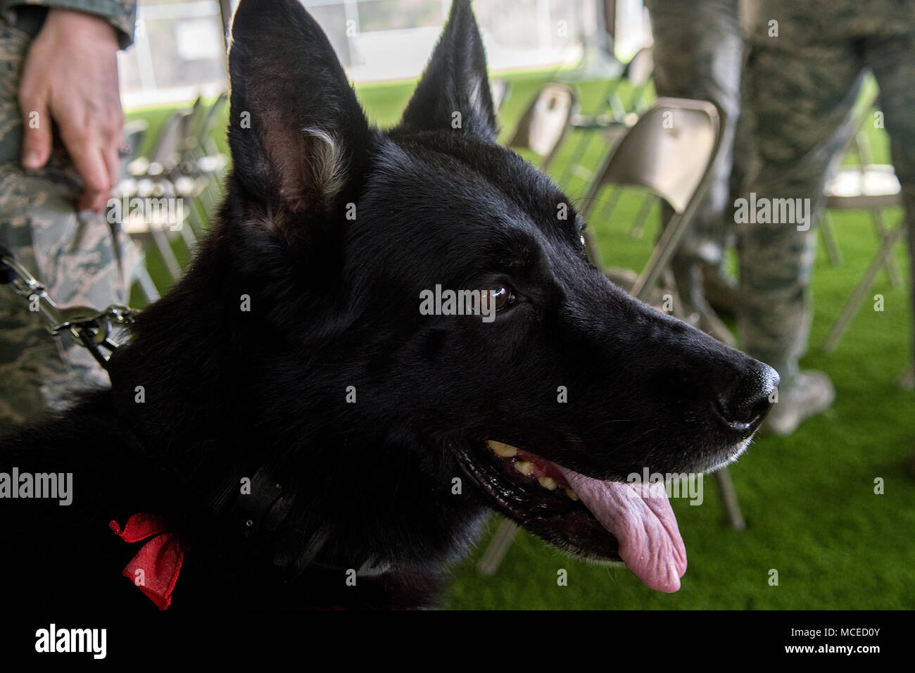 Retired Military Working Dog Bad relaxes after his retirement ceremony ...
