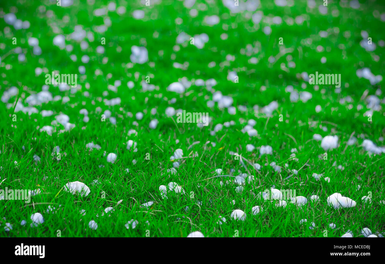 Flakes and balls of ice crystals on green grass after a hail storm ...