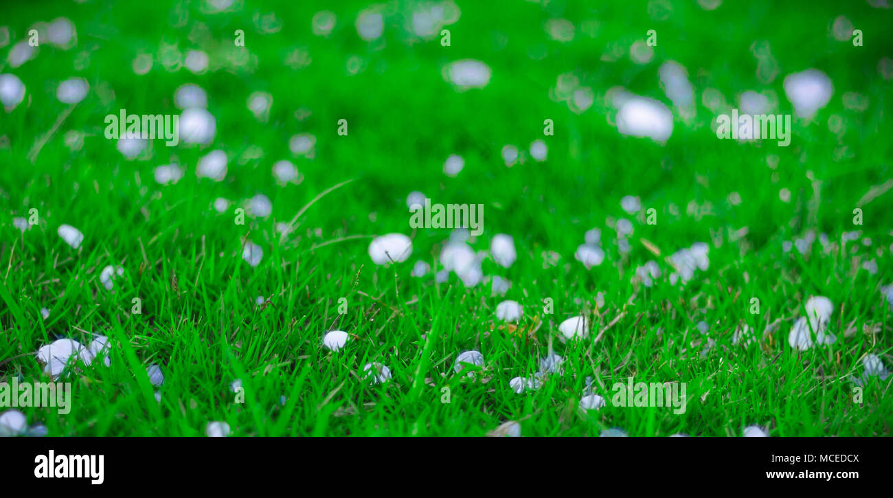 Flakes and balls of ice crystals on green grass after a hail storm ...