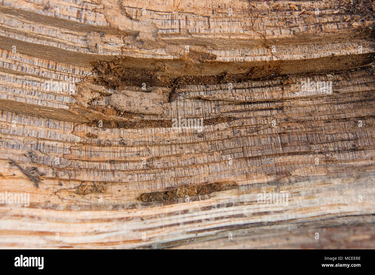 Abstract wooden texture. Vintage rustic style. Natural surface, vintage ...