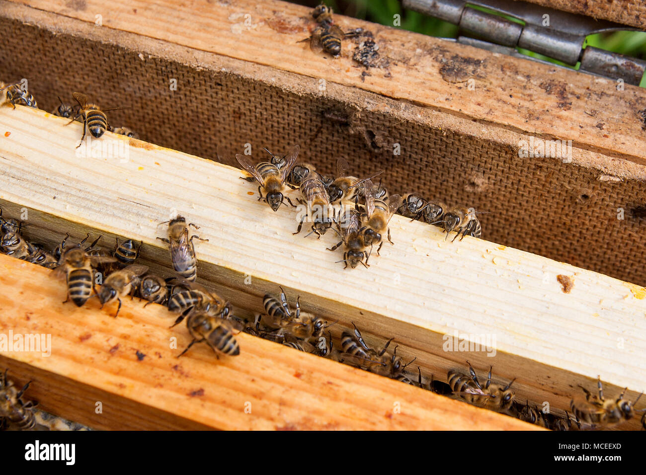 Close up view of the opened hive body showing the frames populated by ...