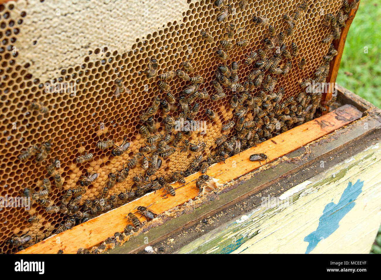 Busy bees, close up view of the working bees on honeycomb. Bees close ...