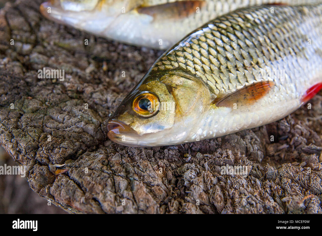 Close up view of two freshwater common rudd fish known as scardinius ...