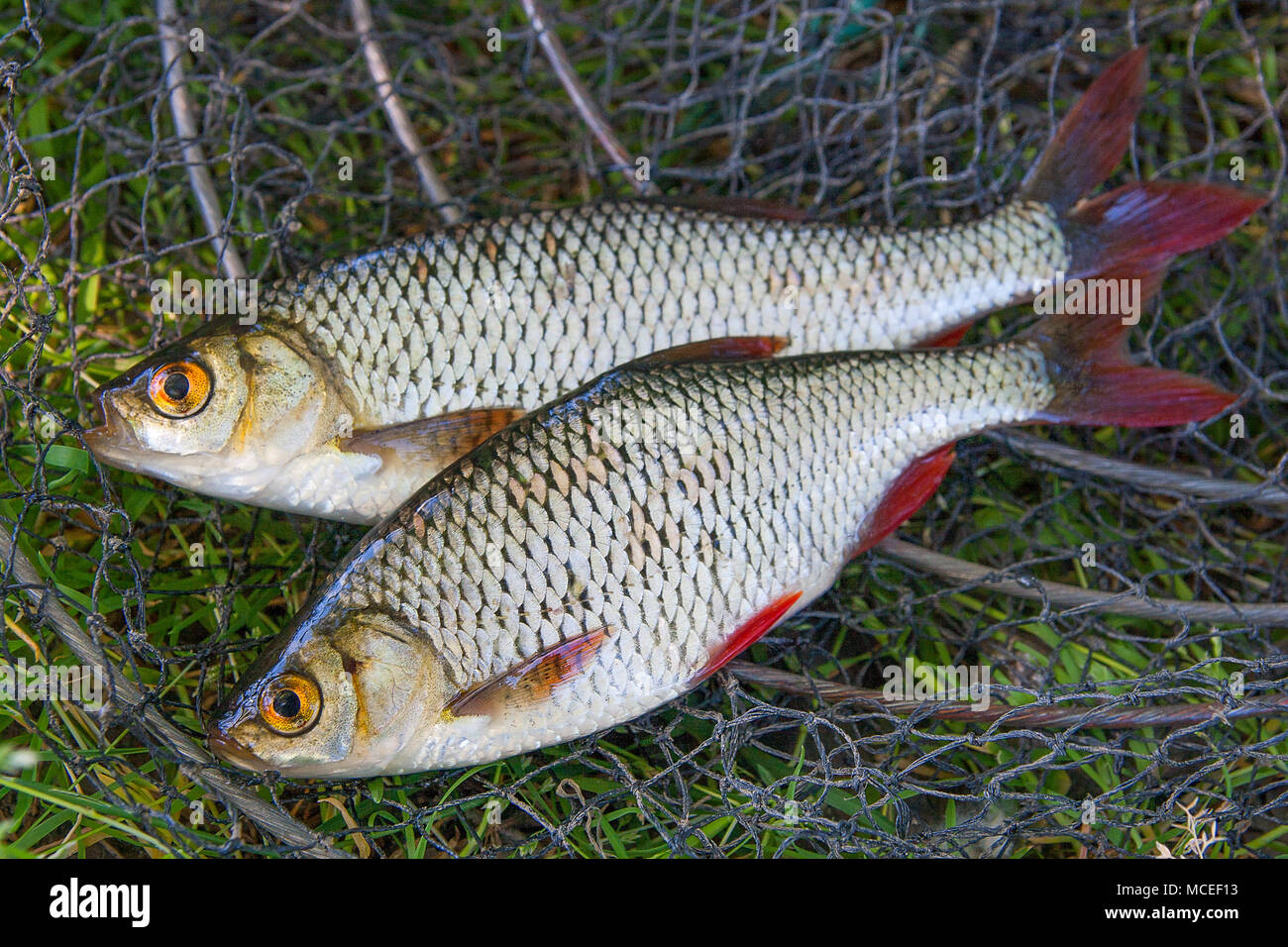 Close up view of two freshwater common rudd fish known as scardinius ...