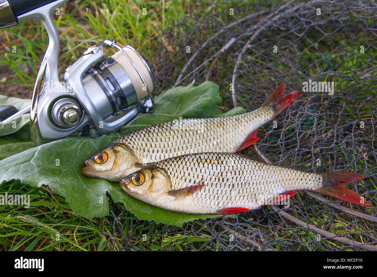Close up view of two freshwater common rudd fish known as scardinius ...