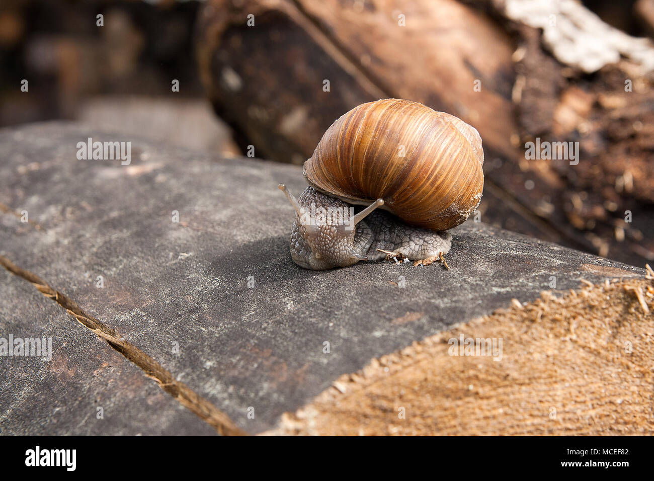 Roman Snail - Helix pomatia. Helix pomatia, common names the Roman ...