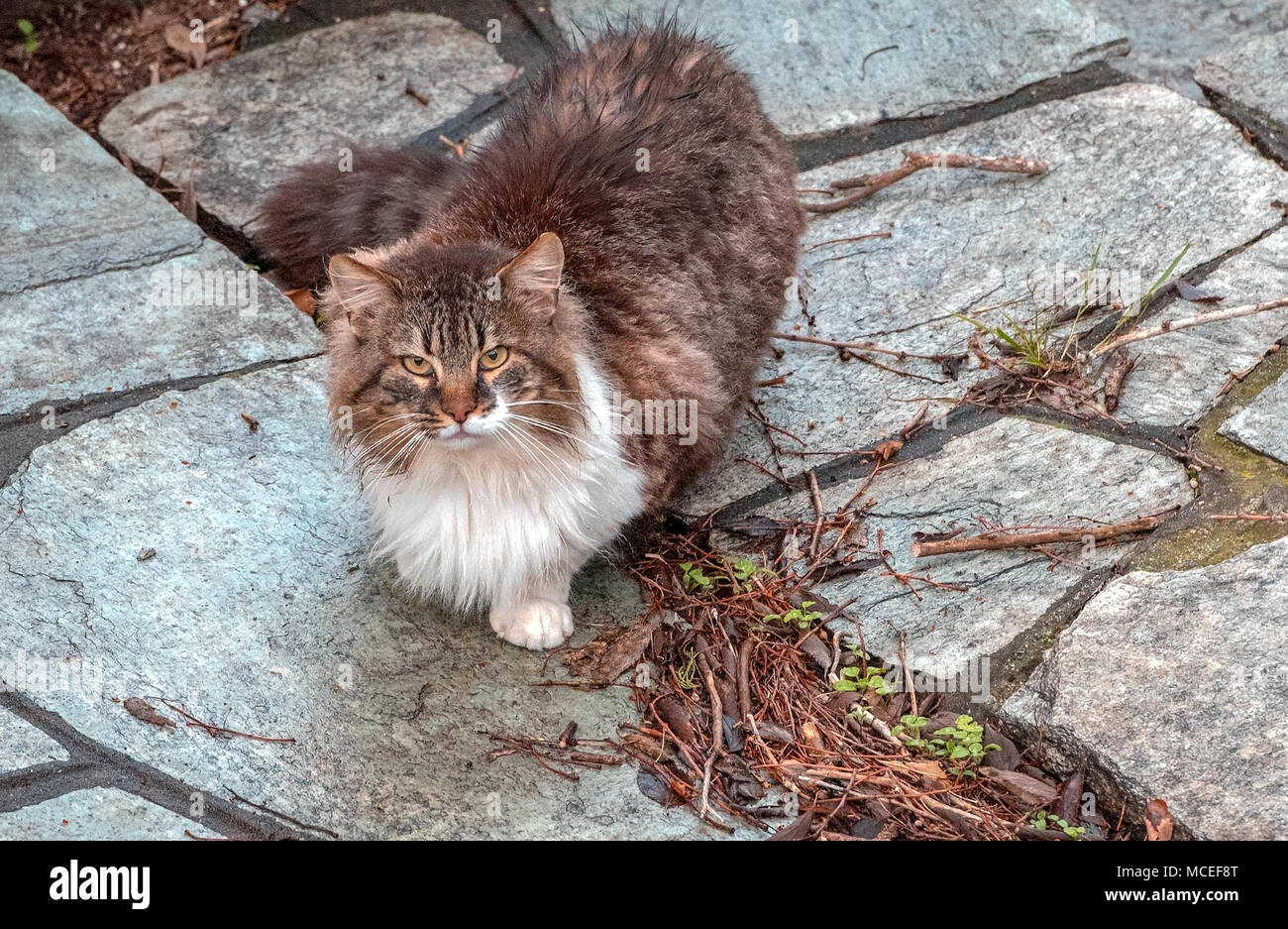 Red white and grey cat sitting on stone street and looking us Stock ...