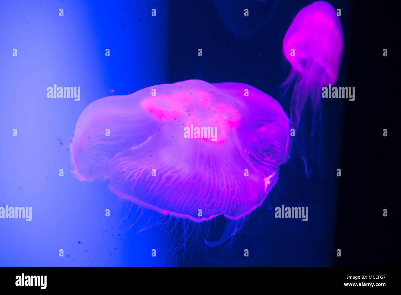 Close-up of two jellyfish swimming underwater Stock Photo - Alamy