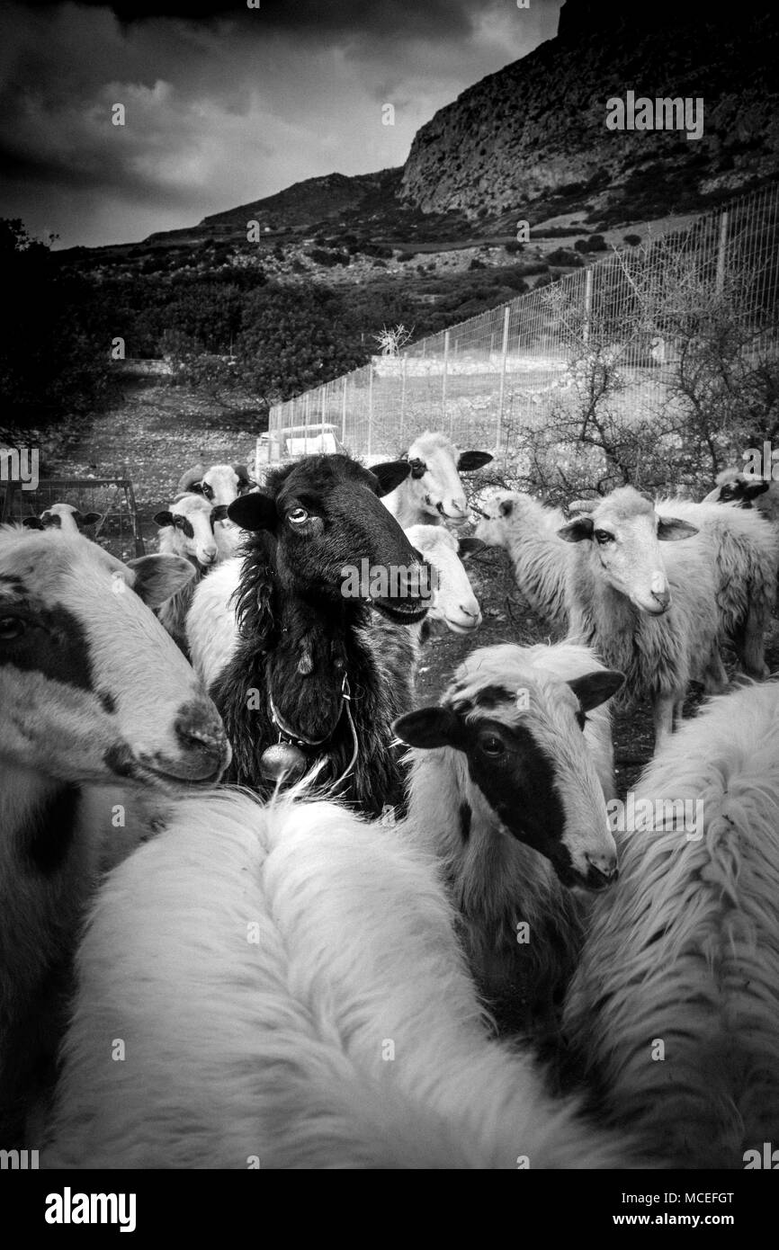 Domestic animals farm hi-res stock photography and images - Alamy