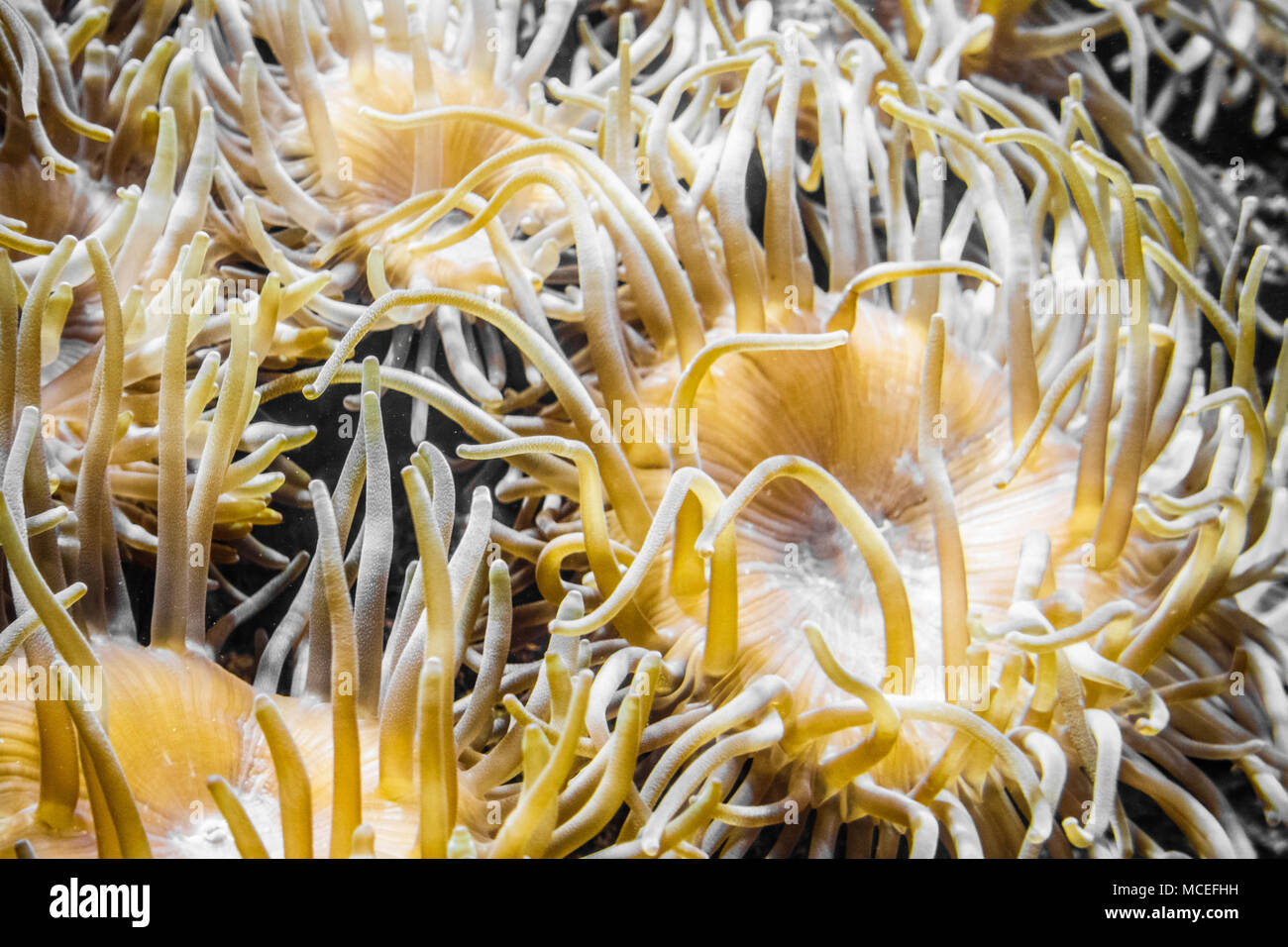 Ocean floor coral hi-res stock photography and images - Alamy