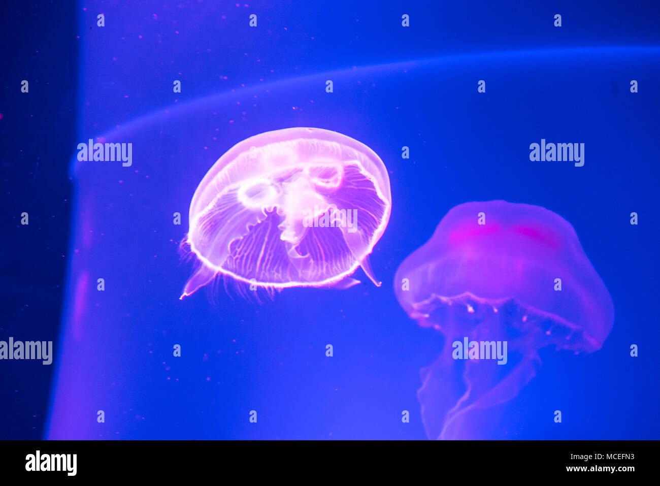 Two jellyfish swimming underwater Stock Photo - Alamy