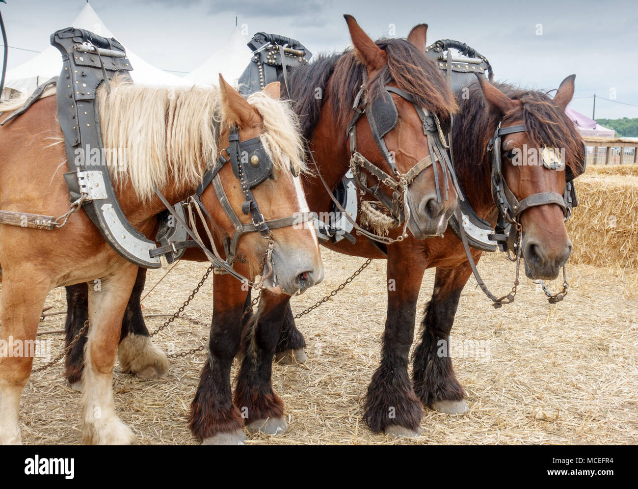 Horse carriage in farm Stock Photo - Alamy