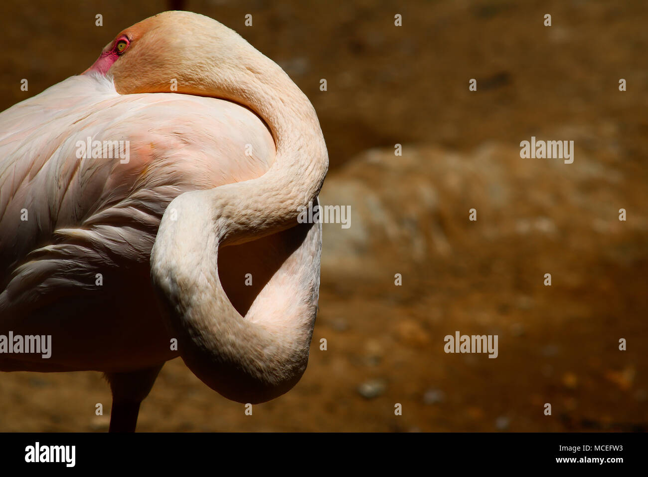 Pink flamingo with his beak in plumage Stock Photo - Alamy