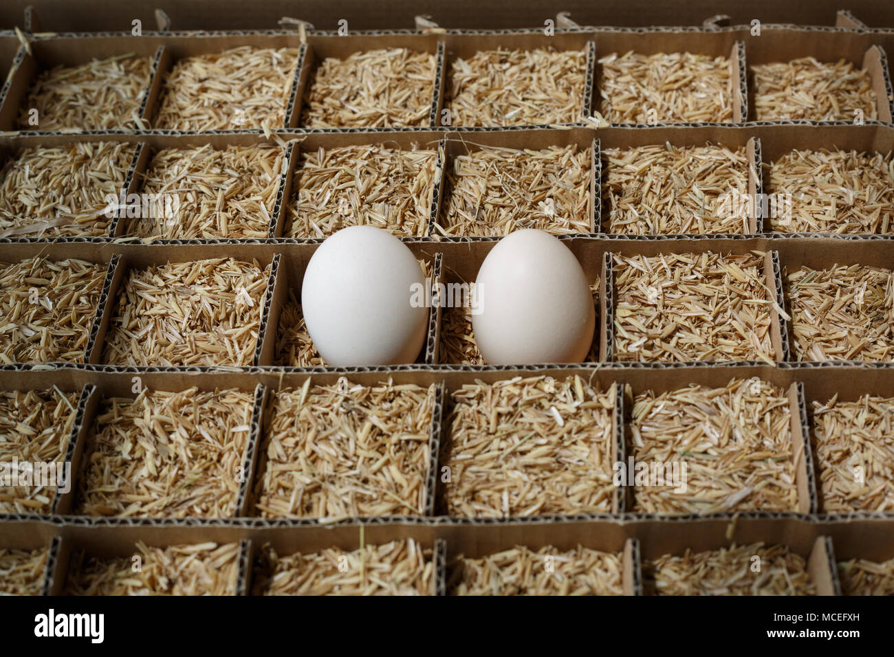 The eggs in the corrugated box are tightly protected Stock Photo - Alamy