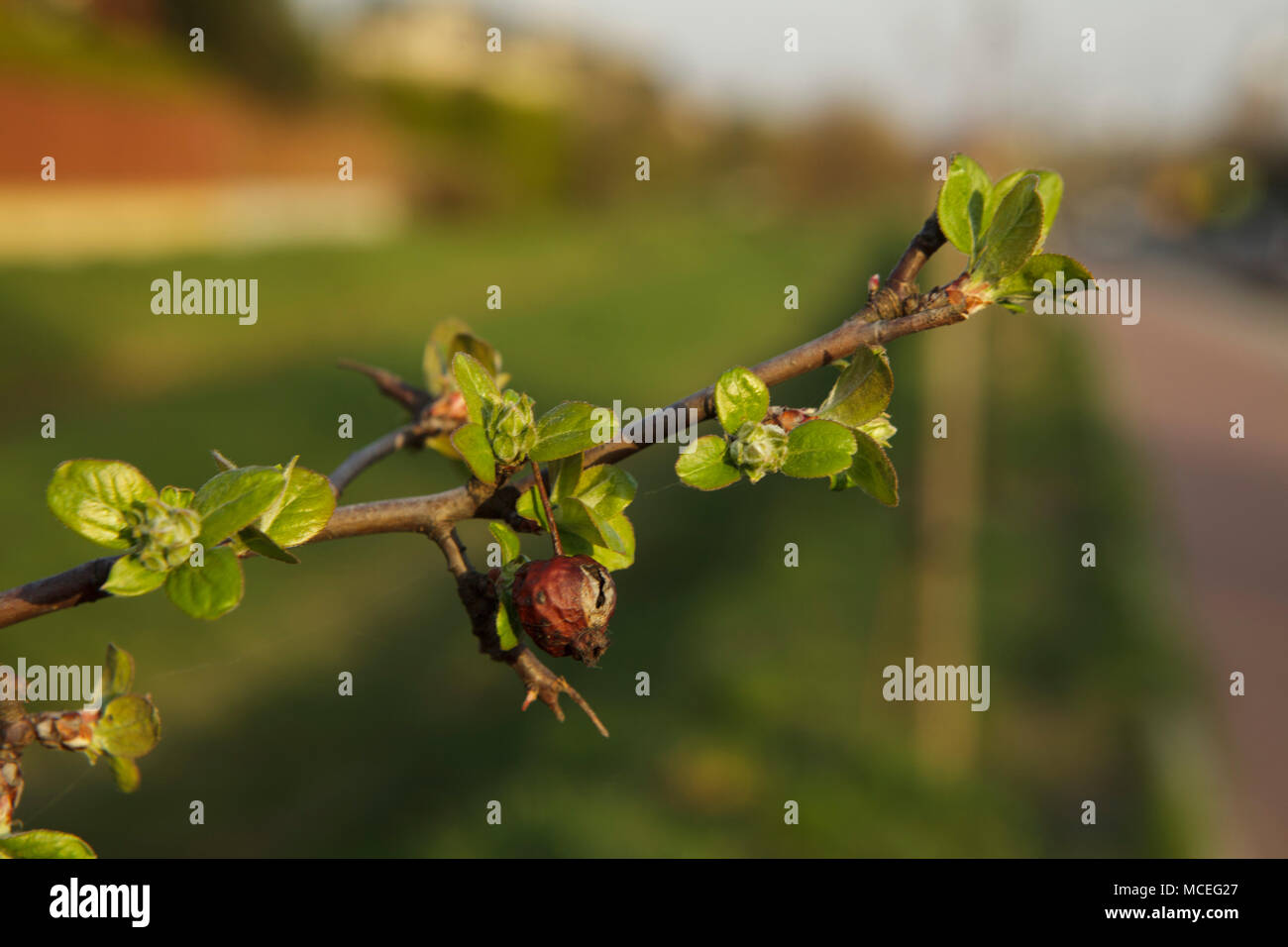 spring new leves on a twig Stock Photo - Alamy