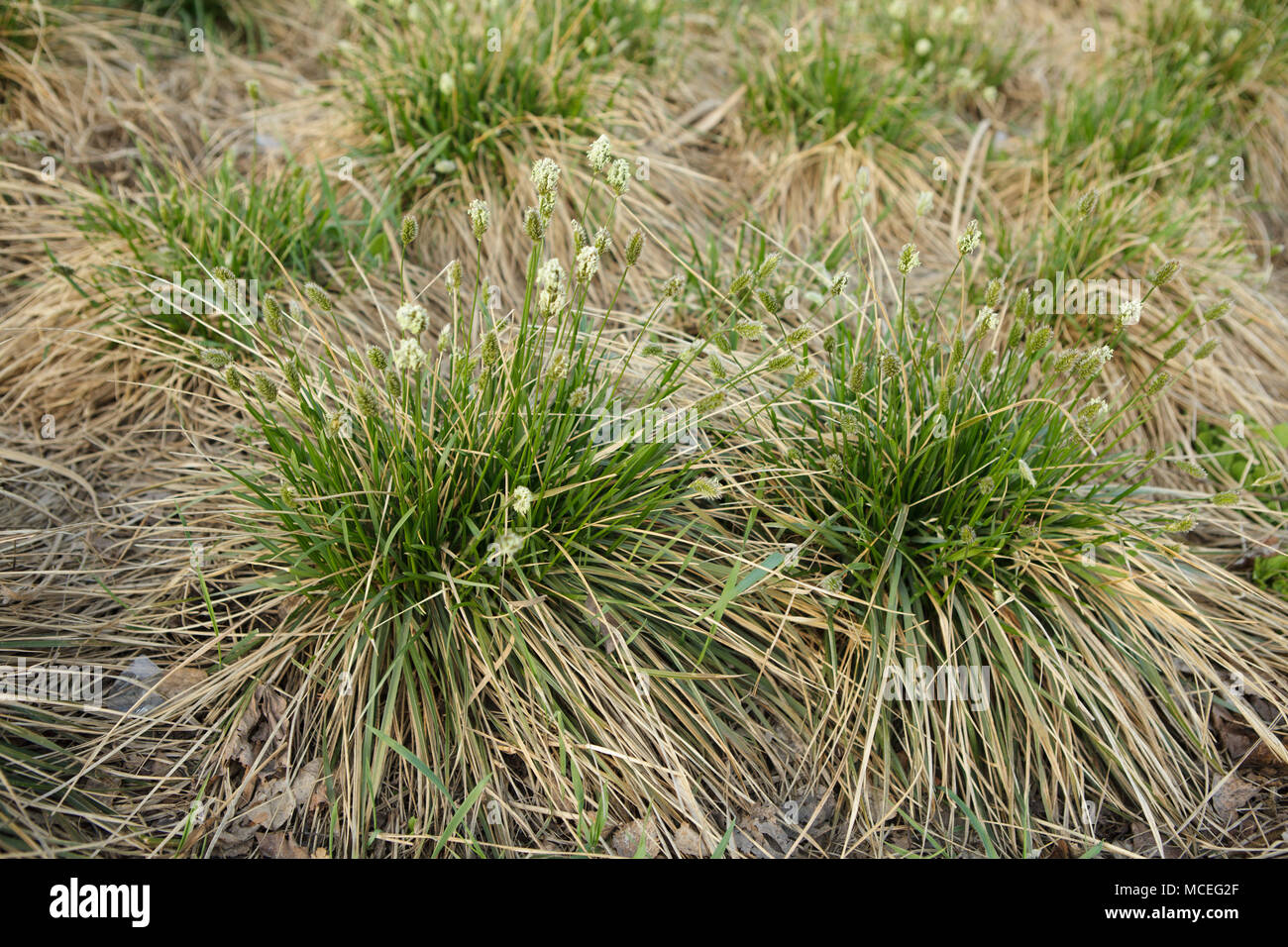 fresh spring grass Stock Photo - Alamy
