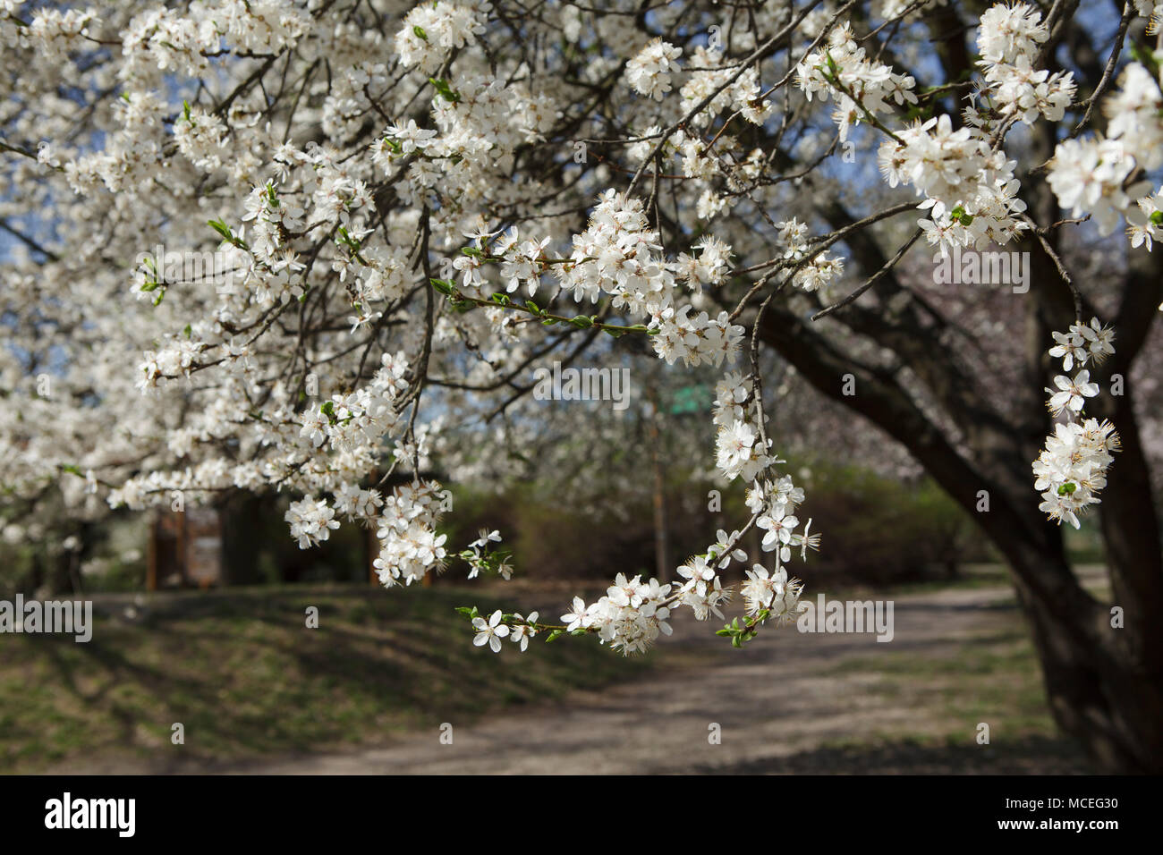 spring flowers on a tree Stock Photo - Alamy
