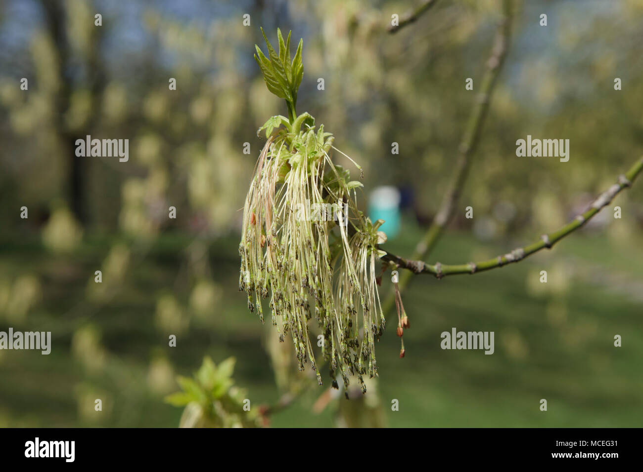 New born leaves hi-res stock photography and images - Alamy