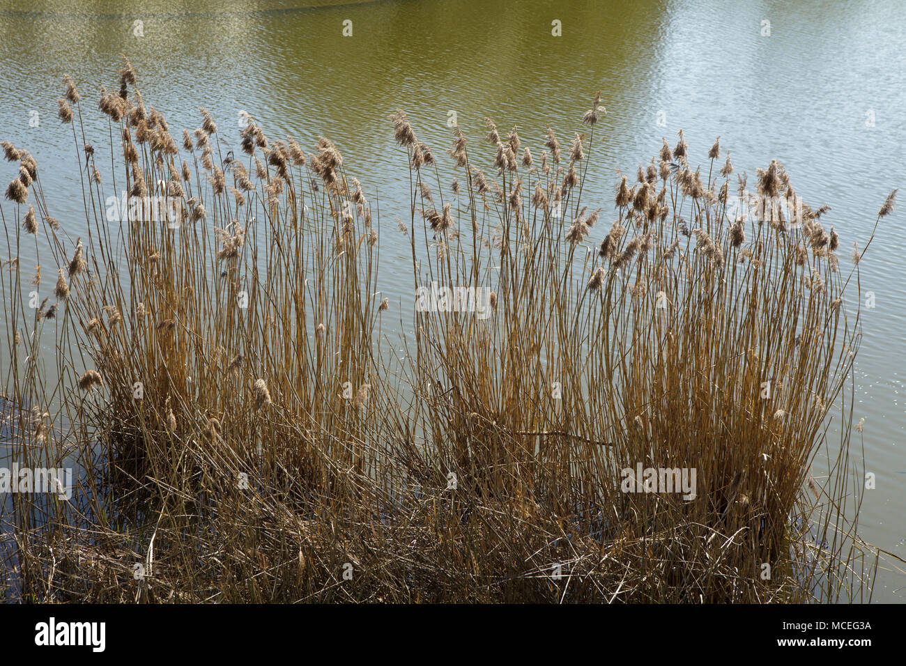 reeds on water Stock Photo - Alamy