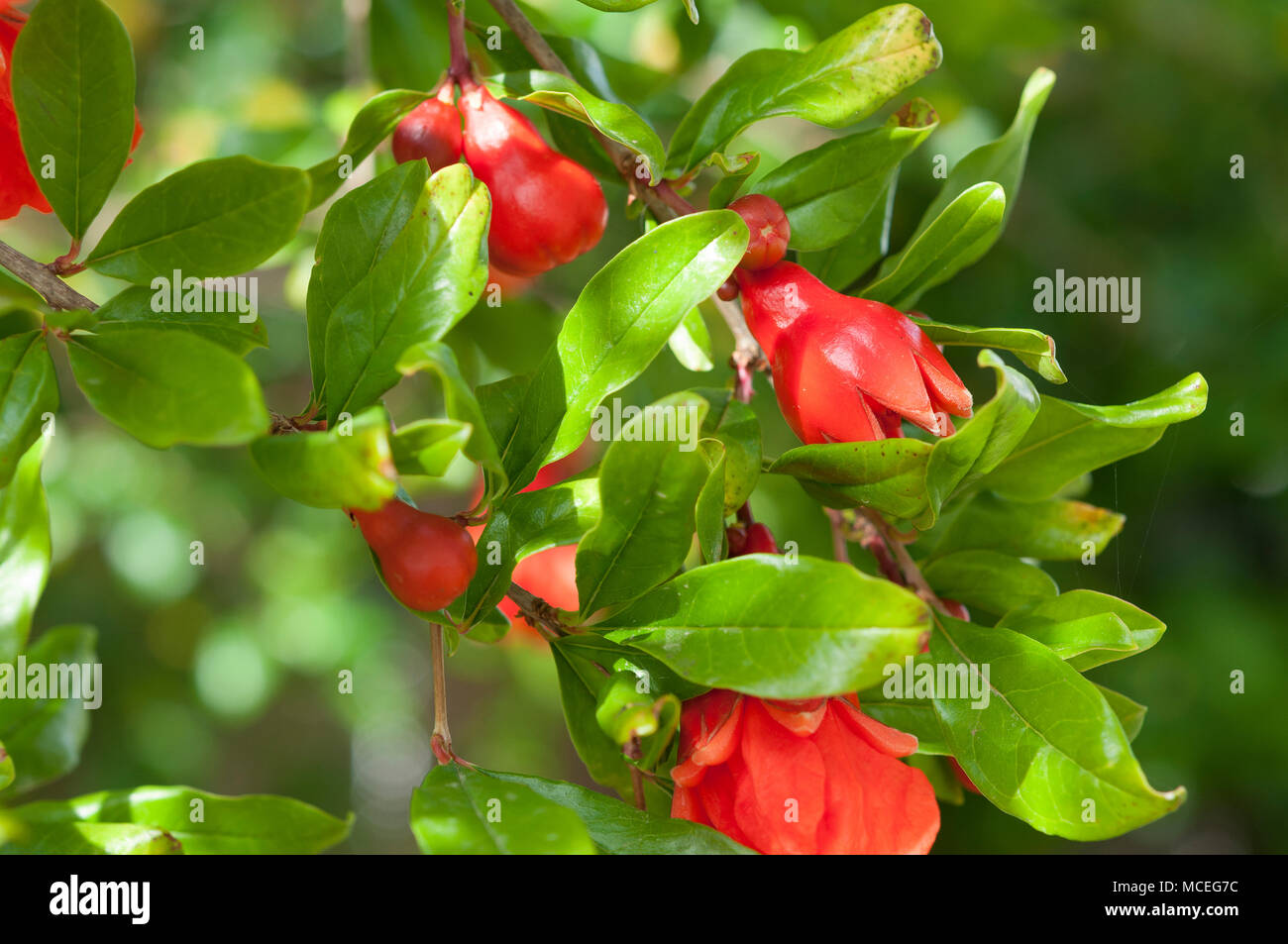 Pomegranate trees flowering hi-res stock photography and images - Alamy