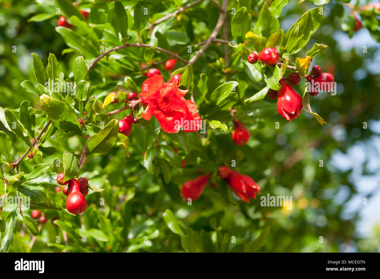 Pomegranate trees flowering hi-res stock photography and images - Alamy