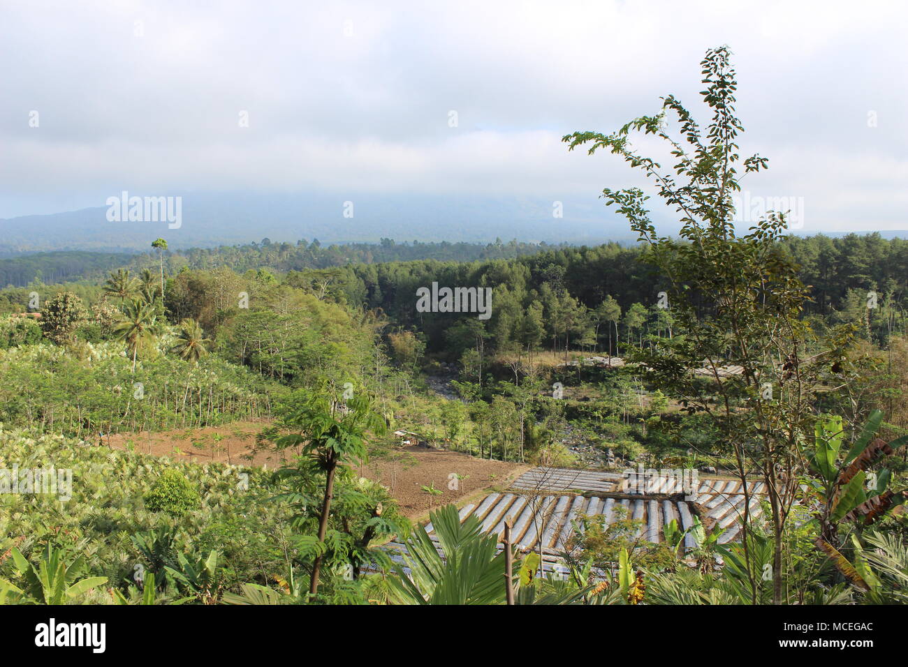The atmosphere of the slopes of Mount Semeru, one of the largest and ...