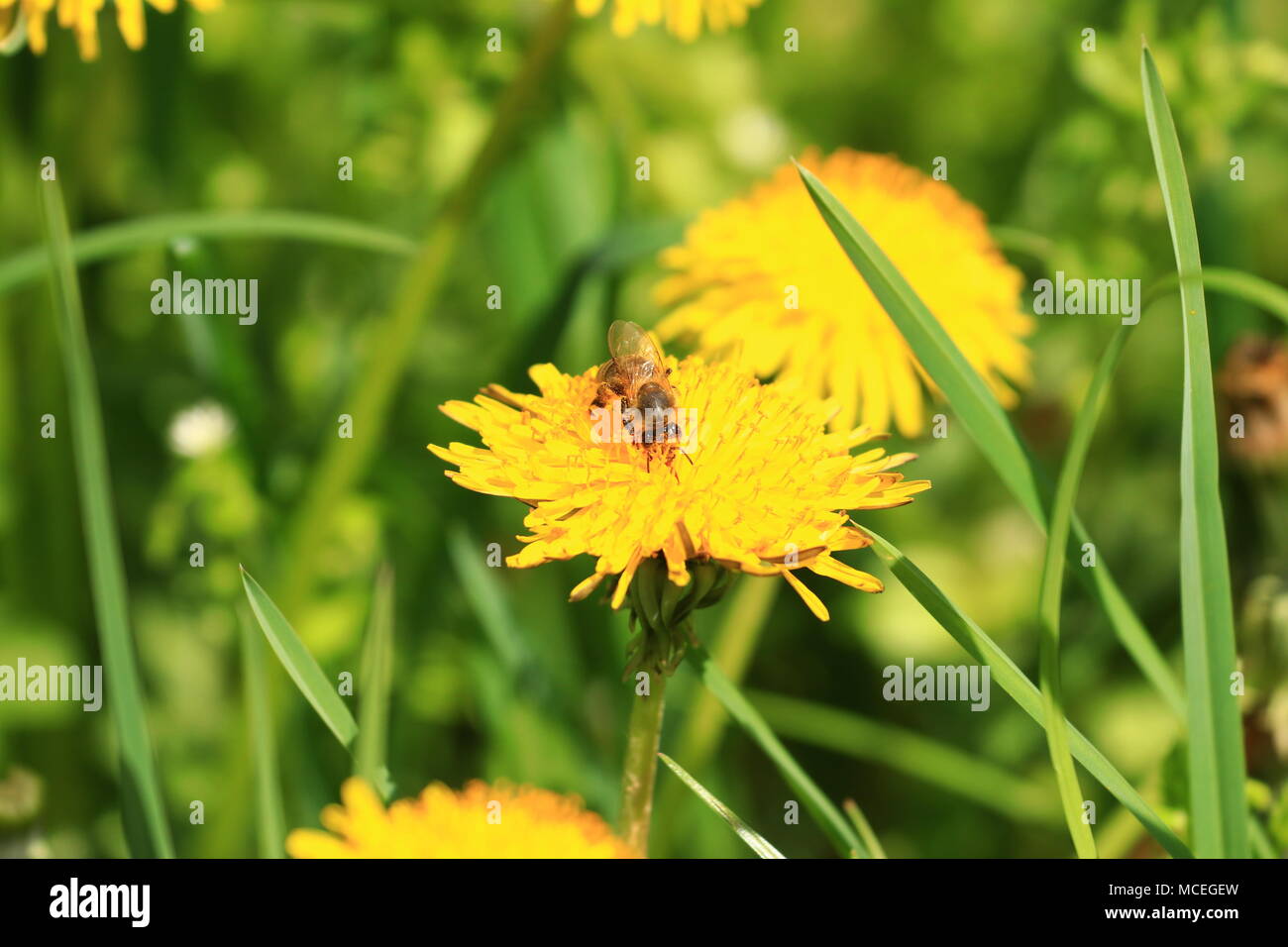 Bee on dandelion Stock Photo - Alamy