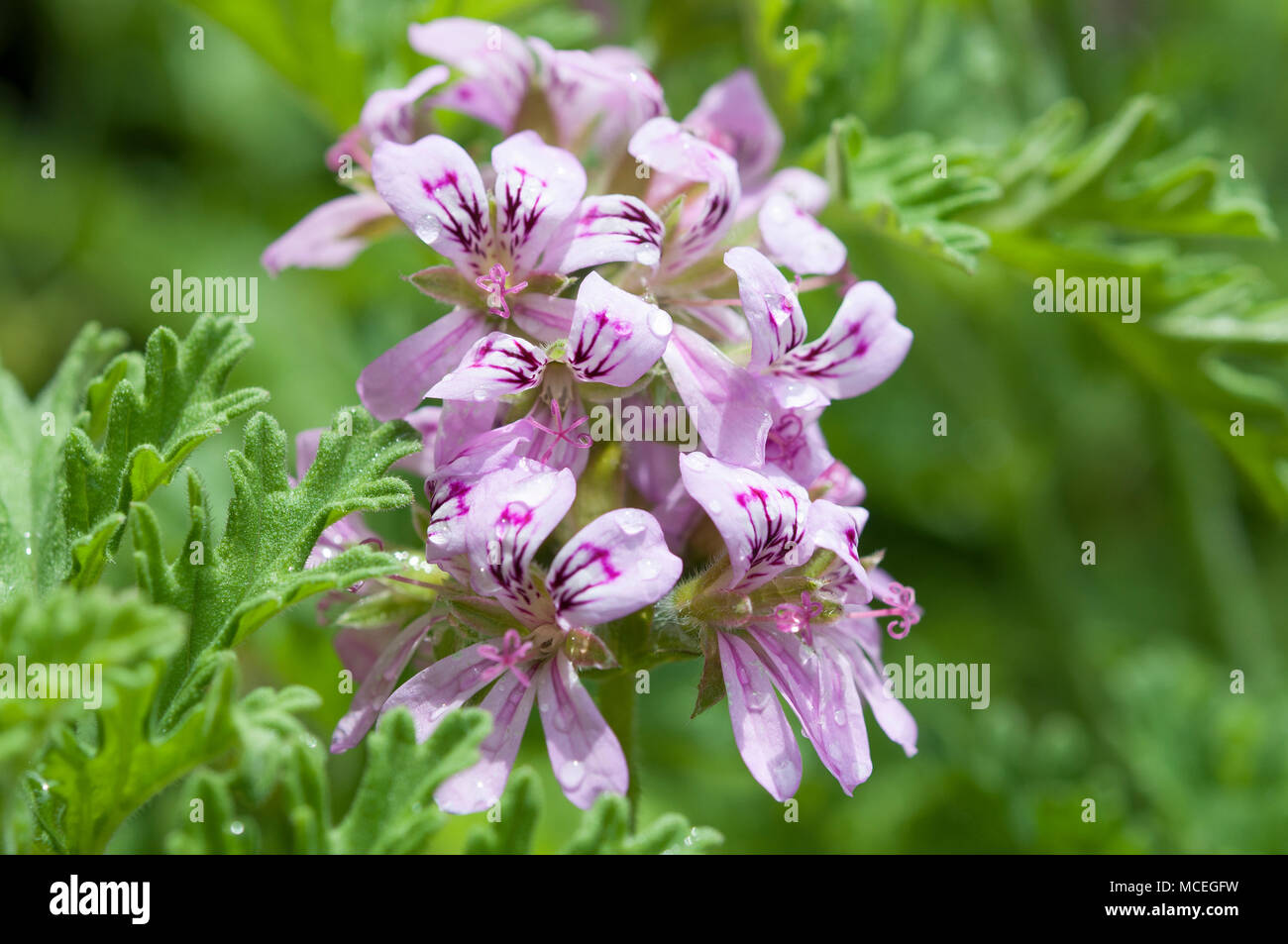 Lemon geranium hi-res stock photography and images - Alamy