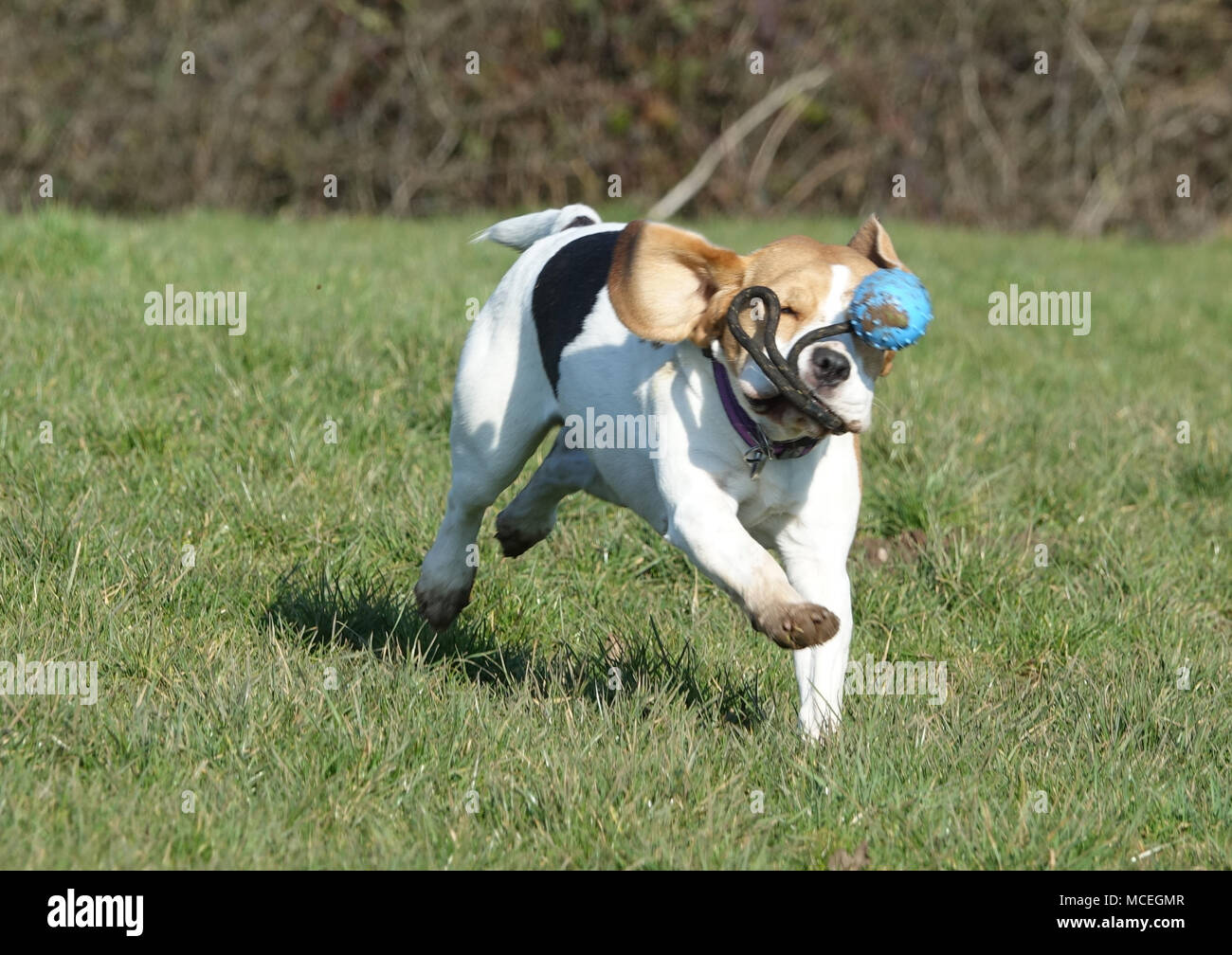 Beagle running having fun playing with her blue rope ball in a field in ...