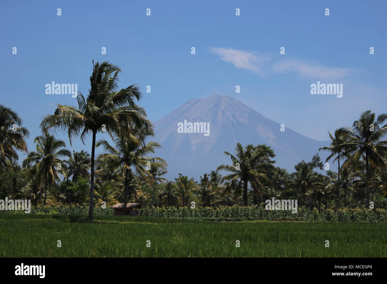 The atmosphere of the slopes of Mount Semeru, one of the largest and ...